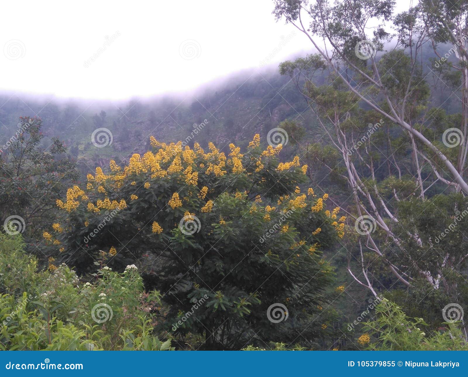 Flower tree sri lanka stock image. Image of lanka, lankalocated - 105379855