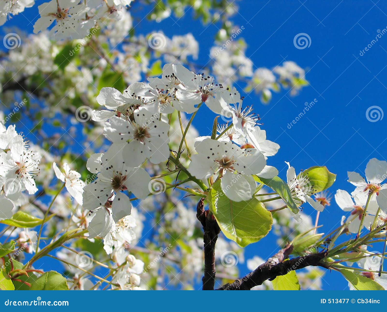 Flower on trees 4 stock image. Image of texture, tree, flower - 513477