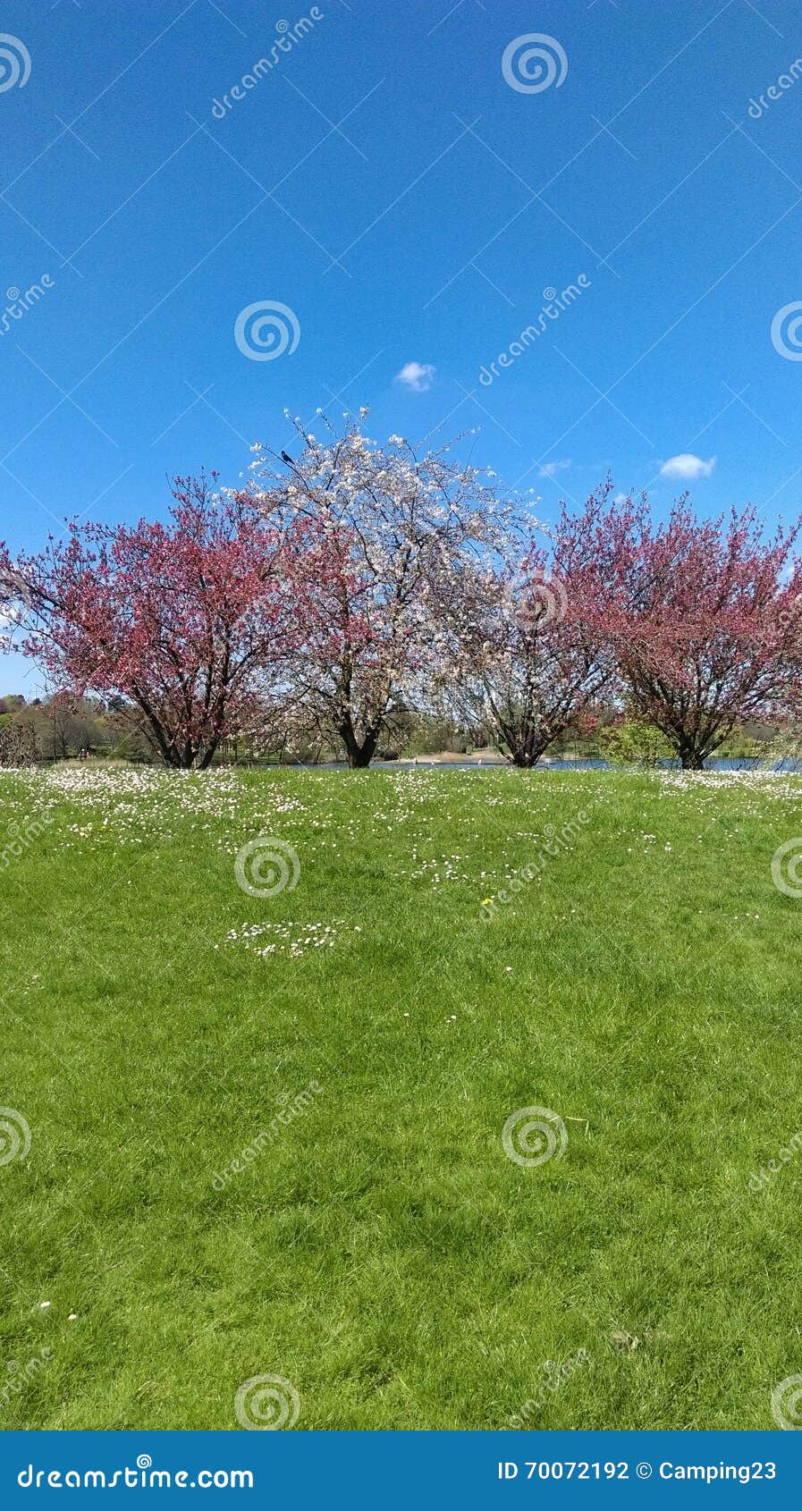 Flower trees. stock photo. Image of tree, trees, landscape - 70072192