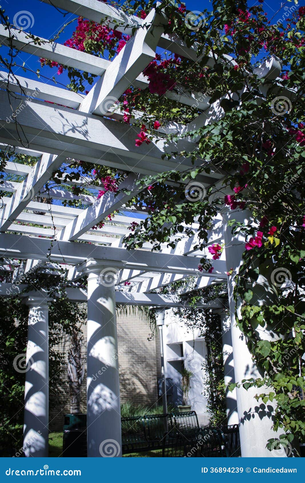 Flower Trellis stock image. Image of vine, flowers, pillars - 36894239