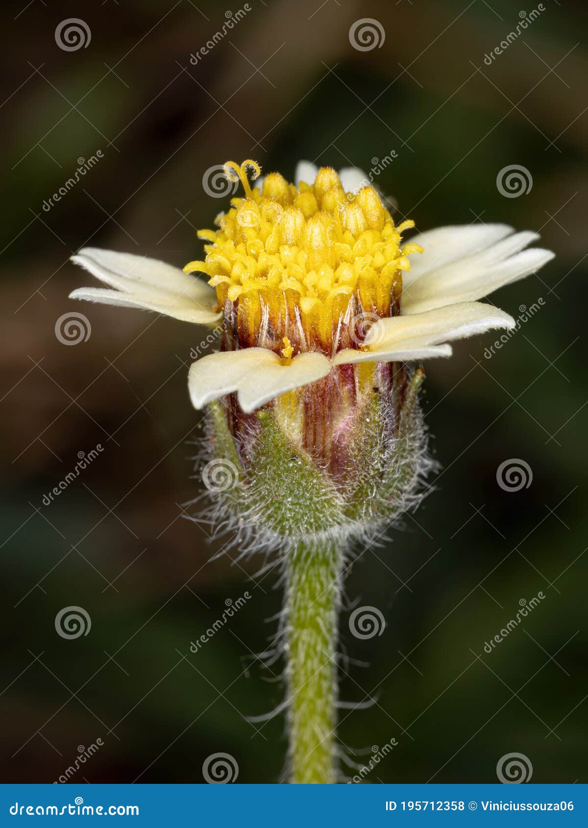 Flower of Tridax stock photo. Image of flower, flora - 195712358