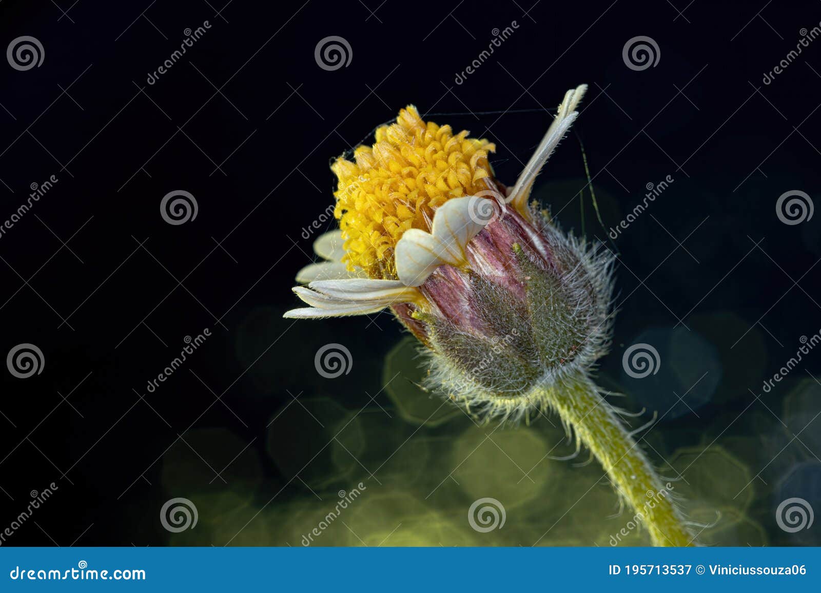 Flower of Tridax stock image. Image of grass, asteraceae - 195713537