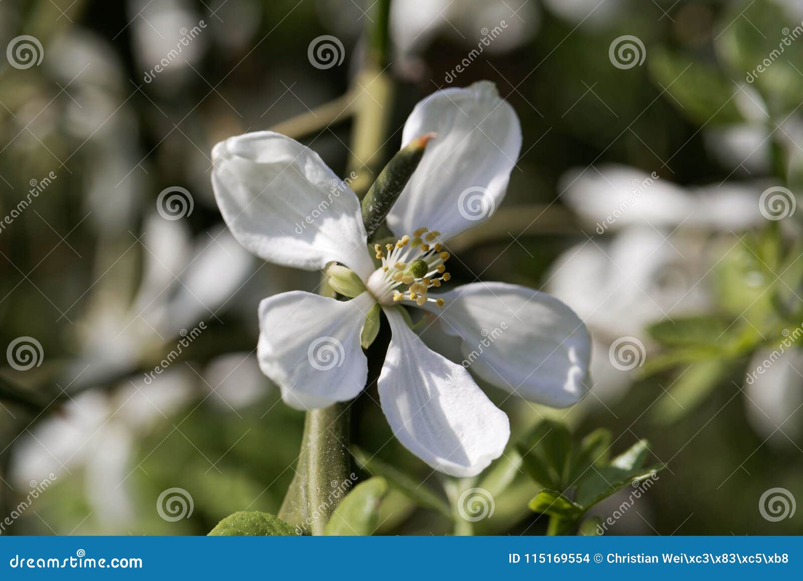Flower of a Trifoliate Orange Tree Stock Photo - Image of orange, clear ...