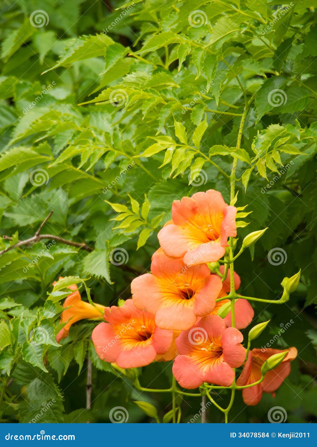 Flower of trumpet creeper stock photo. Image of foliage - 34078584