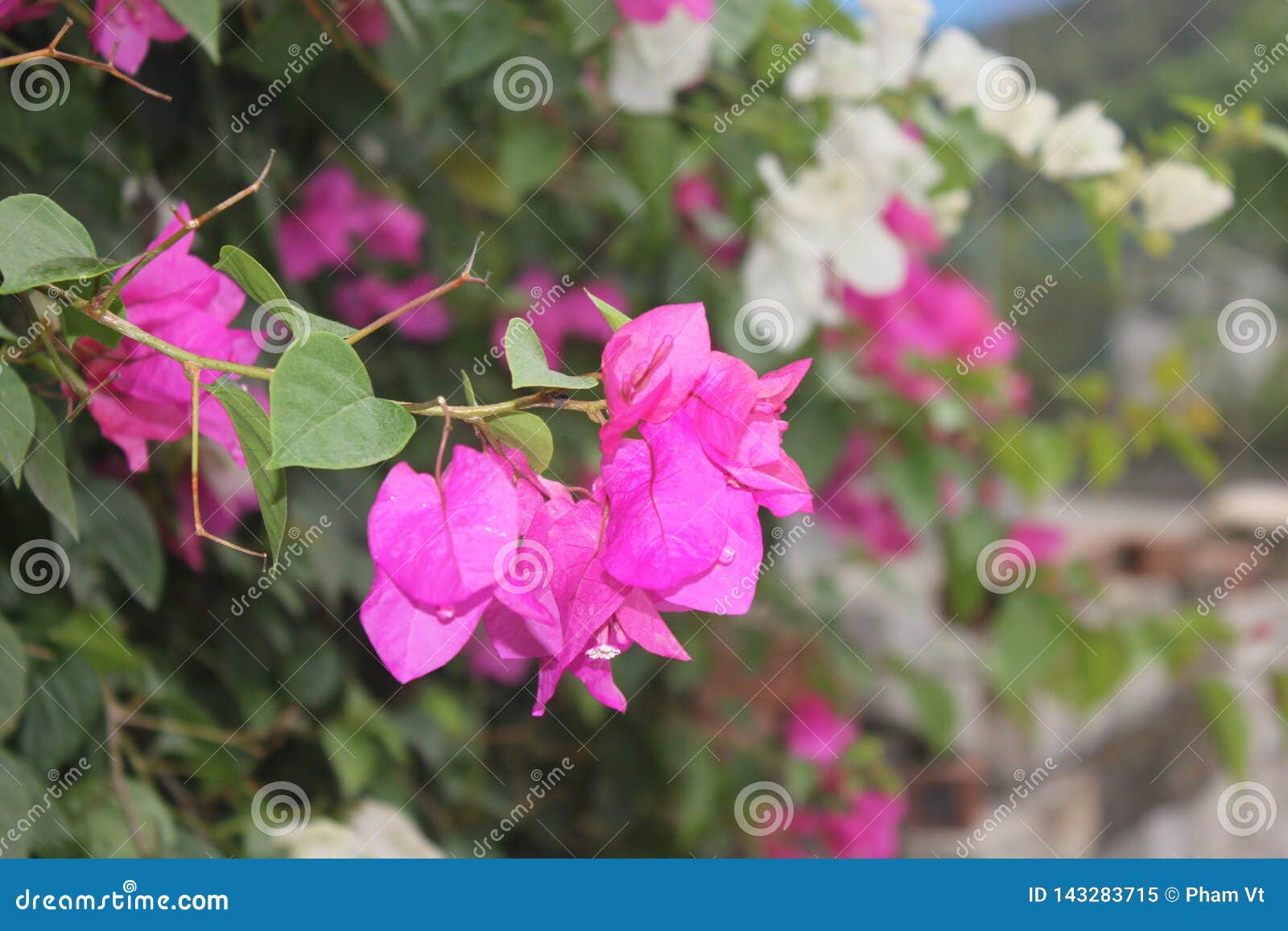 Flower Truss in Front of the House Stock Image - Image of front, cliff ...