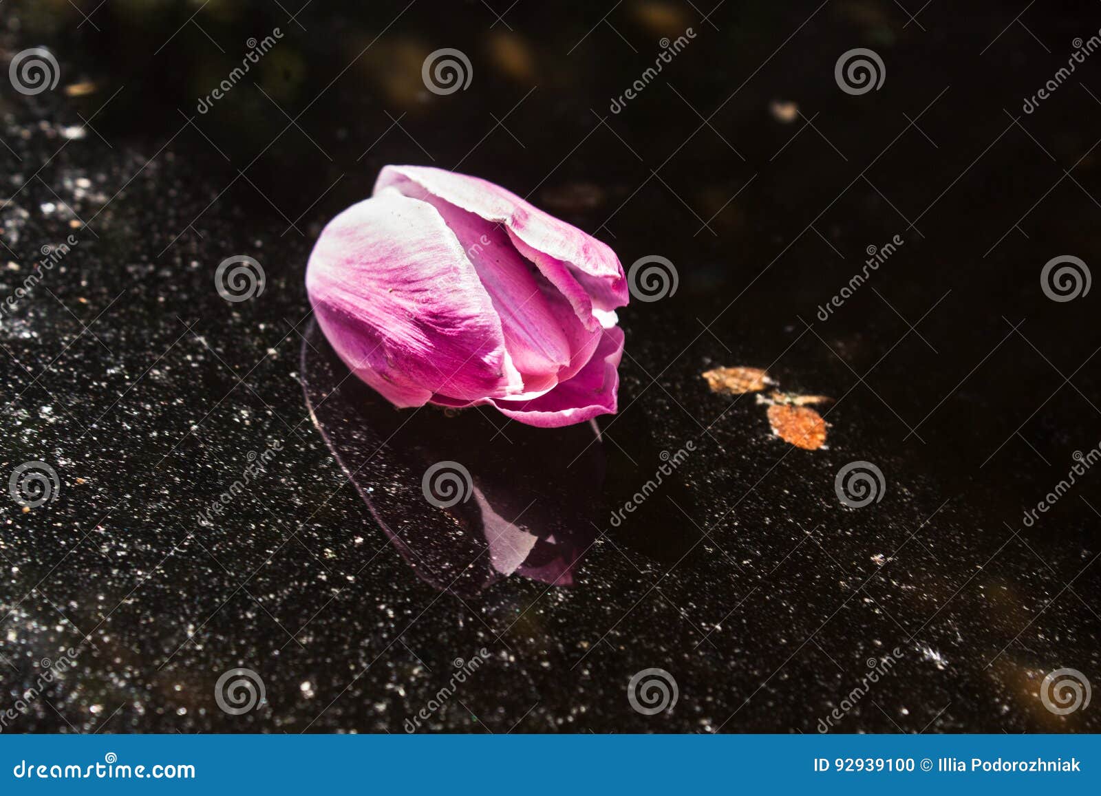 Flower Tulip Floating in Spring Water Stock Photo - Image of flora ...