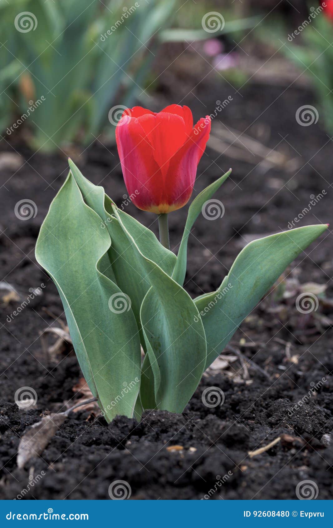 Flower Tulip Grows on the Ground Stock Photo - Image of alone, blossom ...