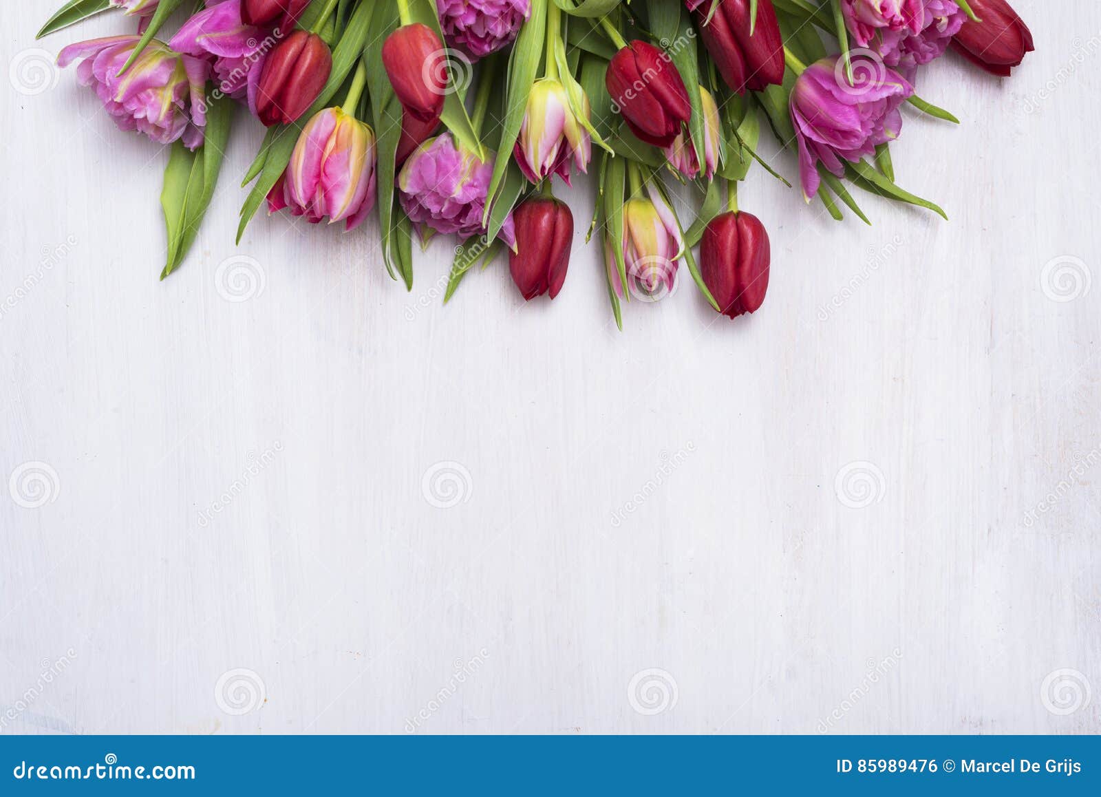 Flower, tulip header stock photo. Image of blossom, beautiful - 85989476