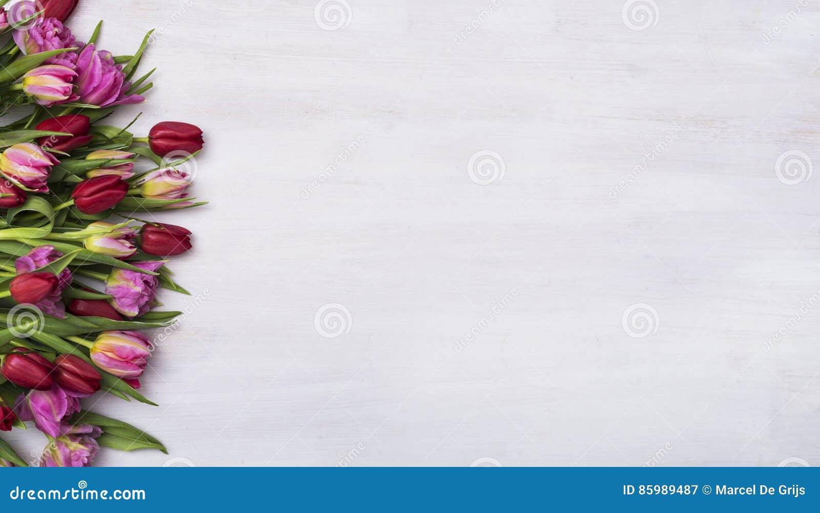 Flower, tulip header stock image. Image of floral, celebration - 85989487