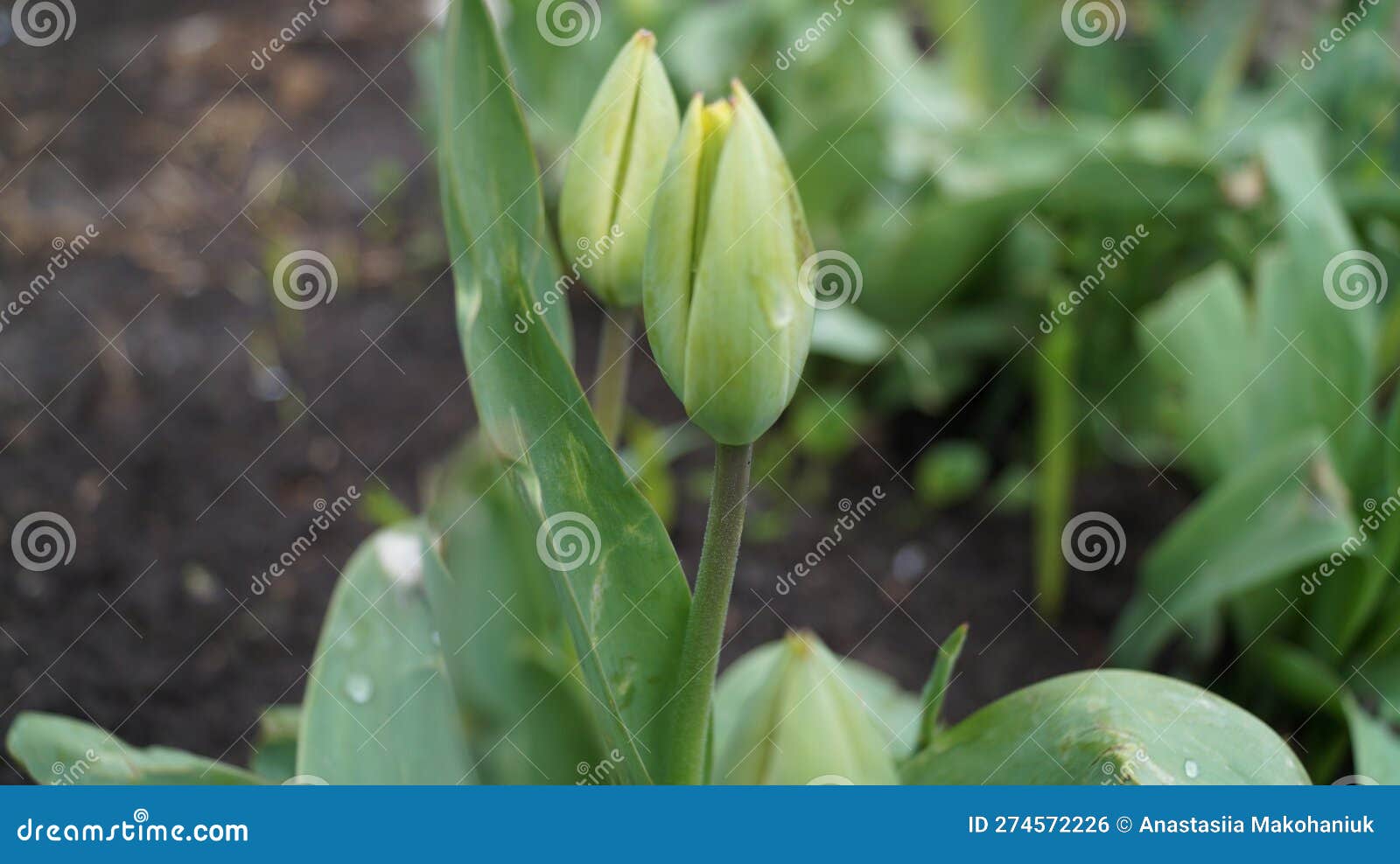 First Spring Sprouts in the Garden after the Rain Stock Photo - Image ...