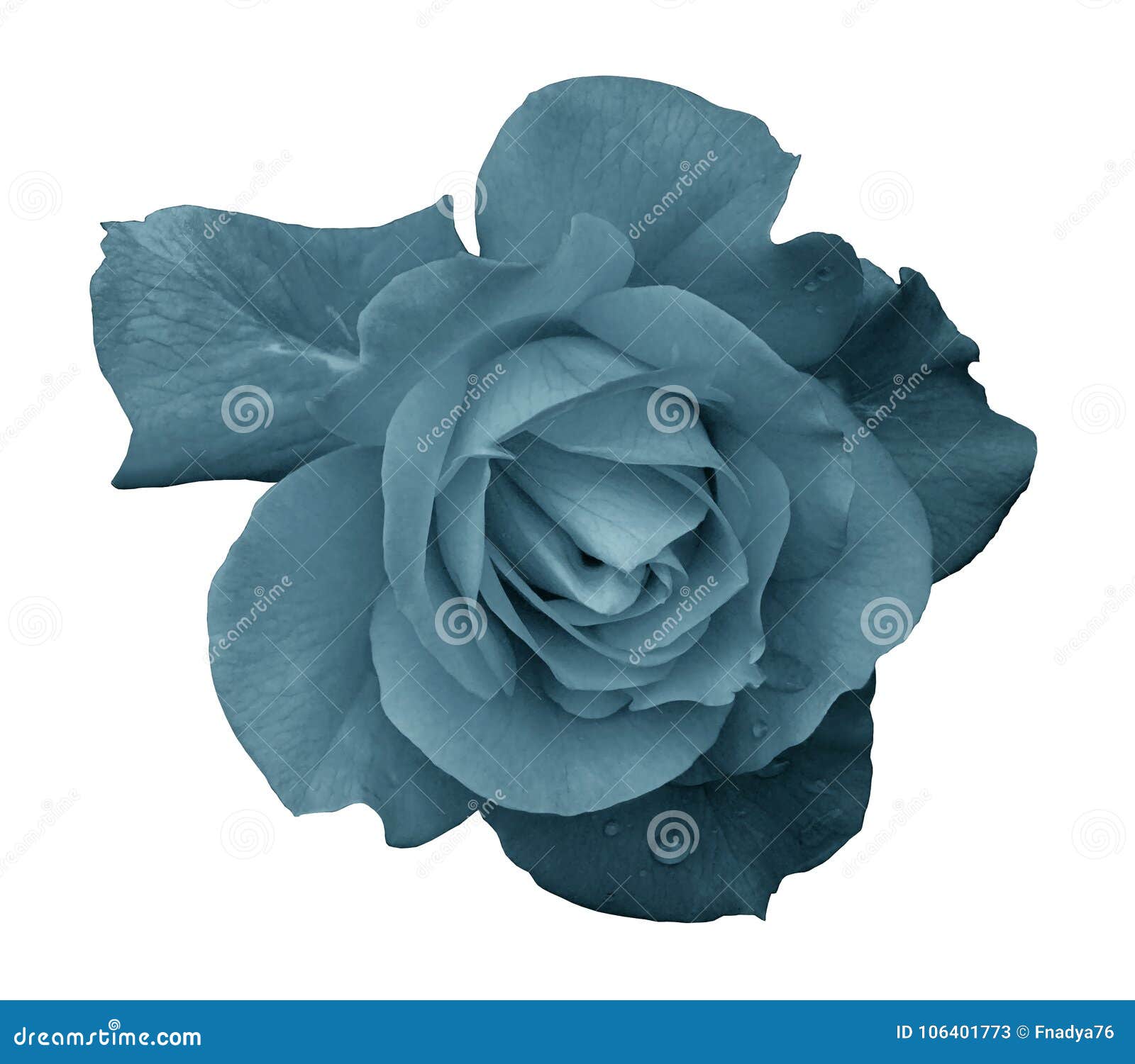 Turquoise Rose Flower,black Isolated Background With Clipping Path ...