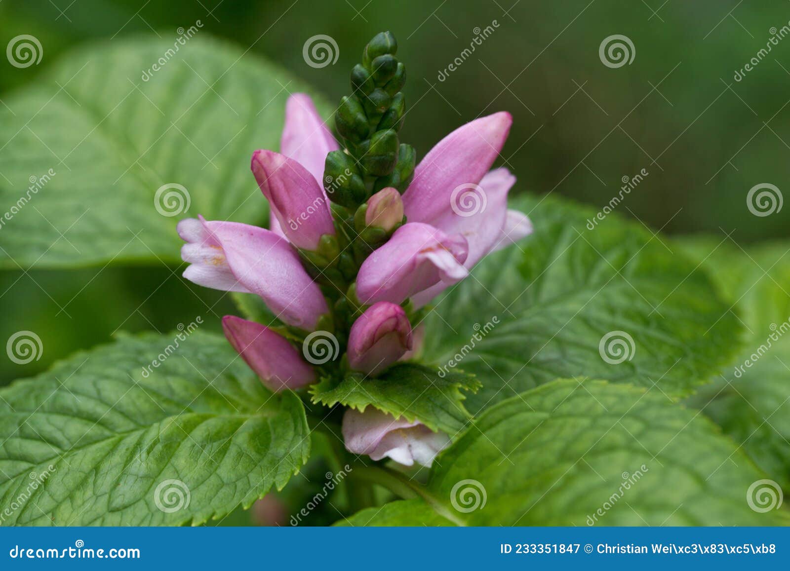 Red Turtlehead Chelone Obliqua Stock Photography | CartoonDealer.com ...