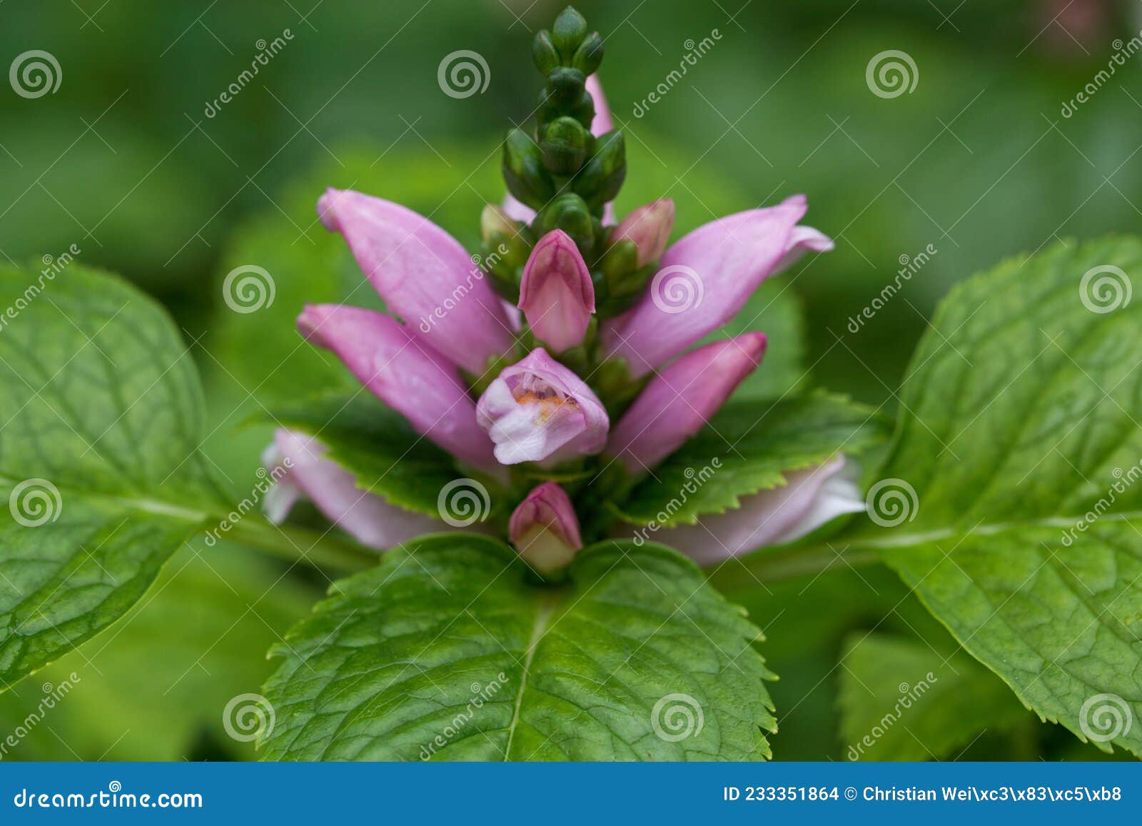 Flower of the Turtlehead, Chelone Lyonii Stock Photo - Image of species ...