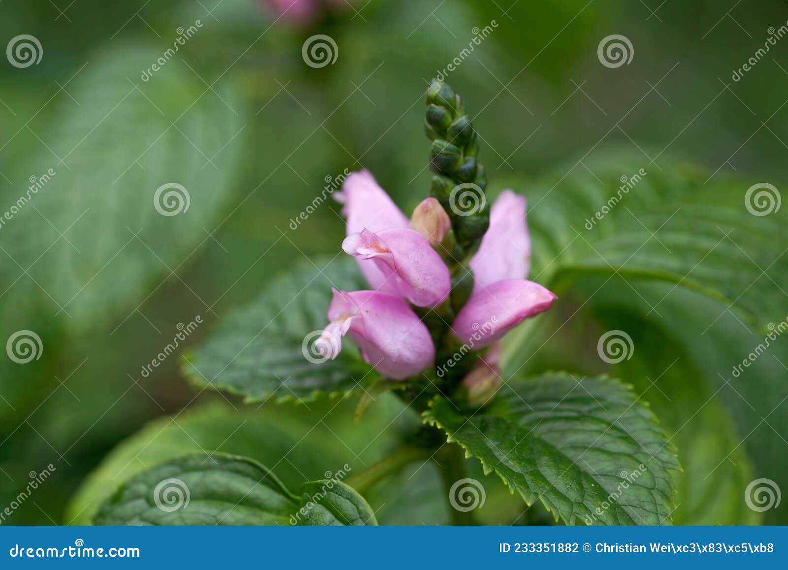 Red Turtlehead Chelone Obliqua Stock Photography | CartoonDealer.com ...