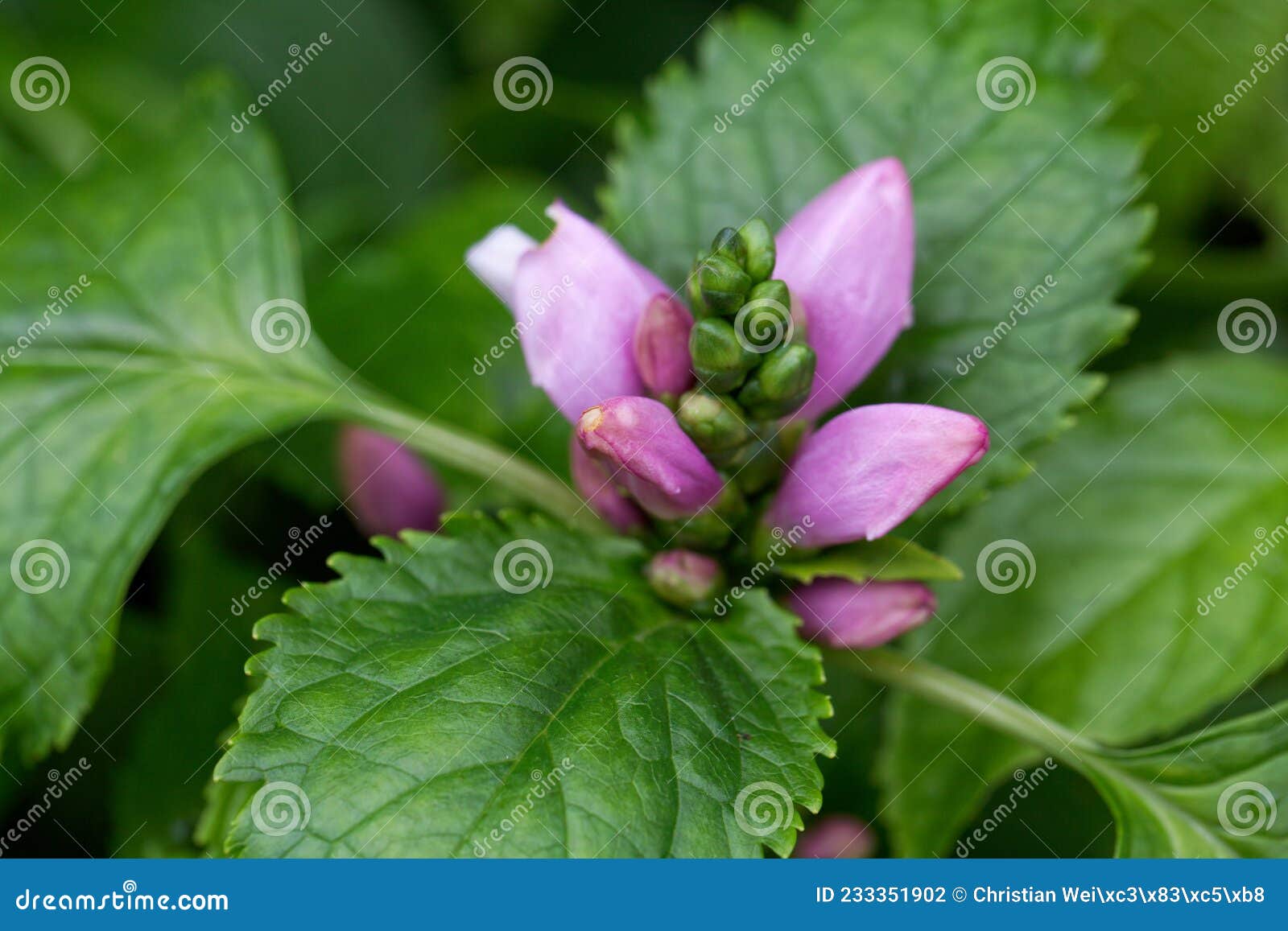 Red Turtlehead Chelone Obliqua Stock Photography | CartoonDealer.com ...