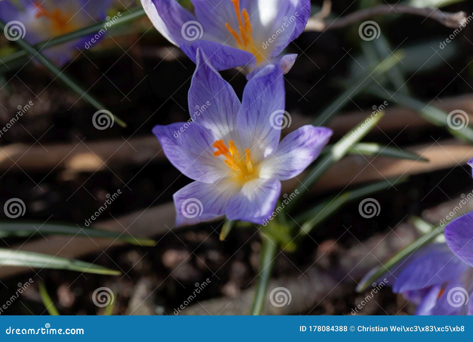Flower of a Tuscan Crocus, Crocus Etruscus Stock Photo - Image of fresh ...