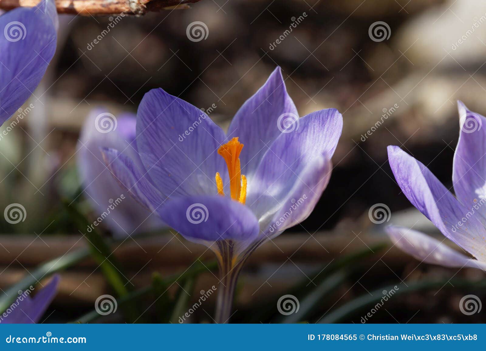 Flower of a Tuscan Crocus, Crocus Etruscus Stock Image - Image of ...