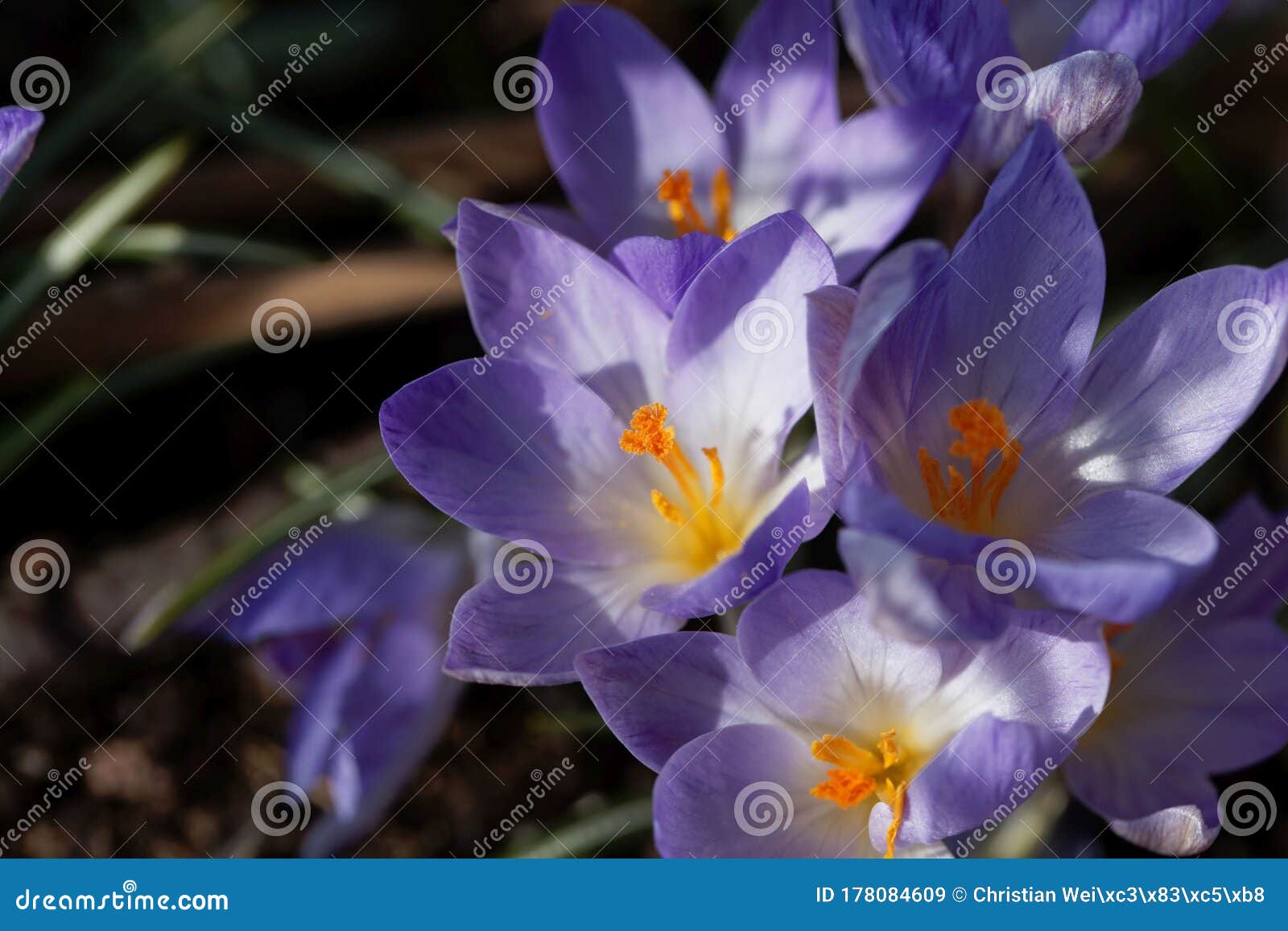 Flower of a Tuscan Crocus, Crocus Etruscus Stock Image - Image of ...