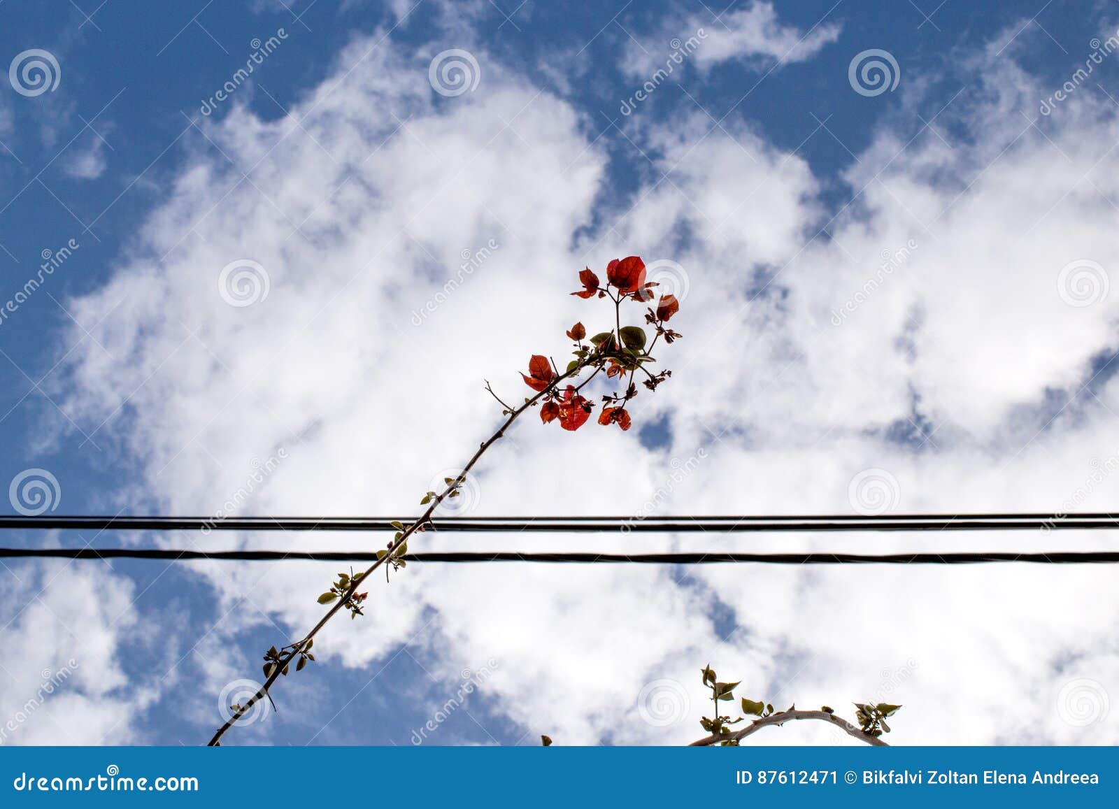 Flower Shape Colored Cables Stock Photos - Free & Royalty-Free Stock ...