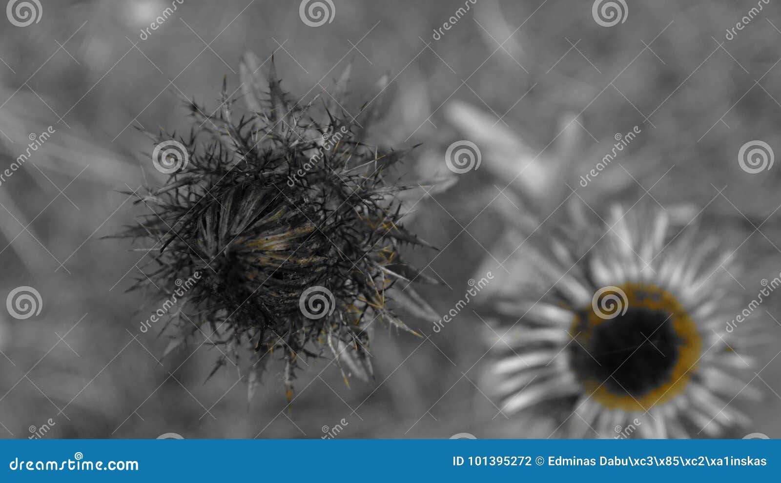 Flower stock photo. Image of spring, dandelion, macro - 101395272