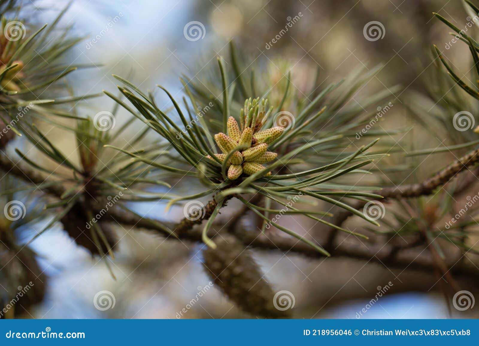 Flower of a Twisted Pine, Pinus Contorta Stock Photo - Image of green ...