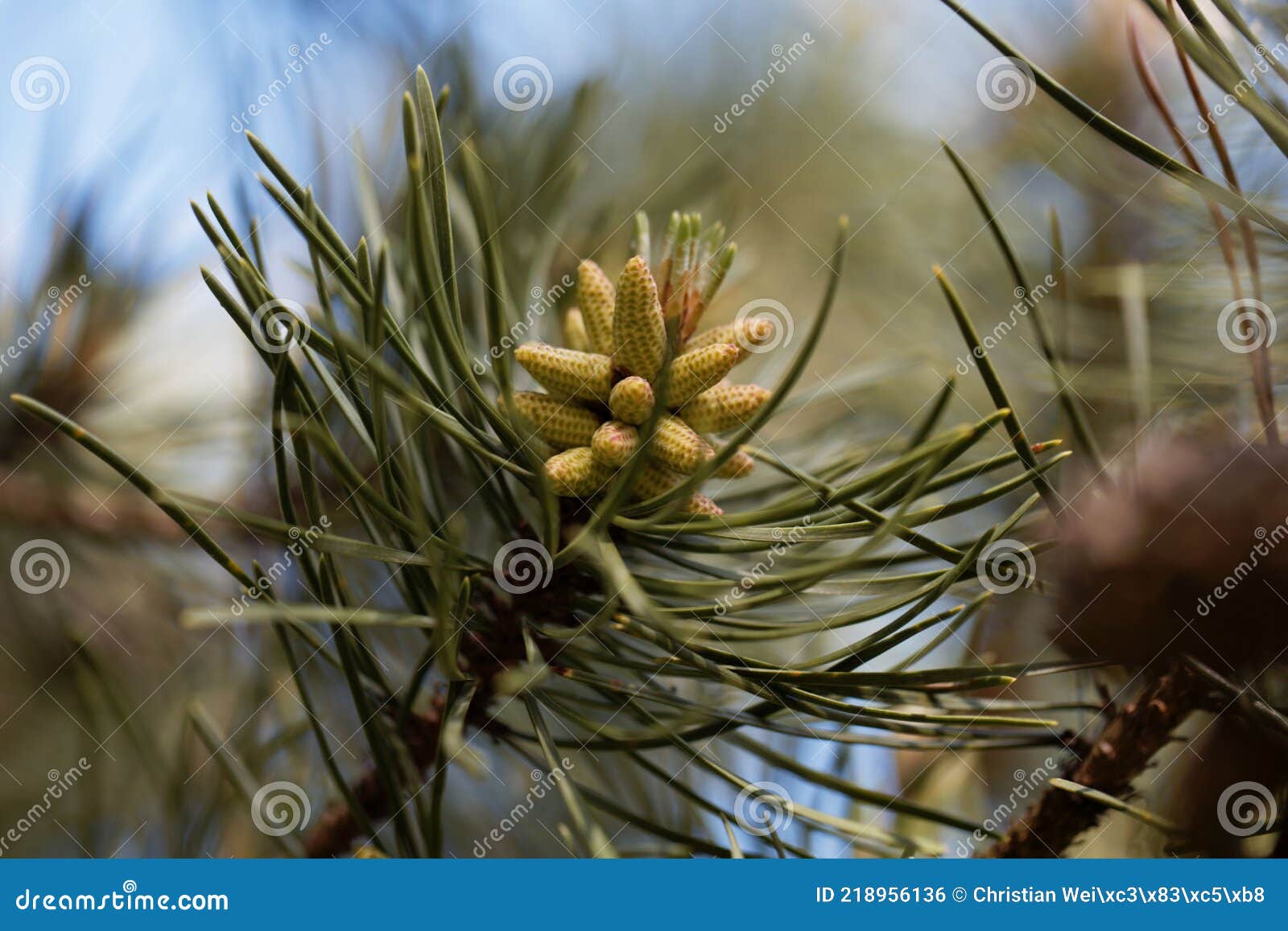 Pinus Contorta, With The Common Names Lodgepole Pine And Shore Pine ...