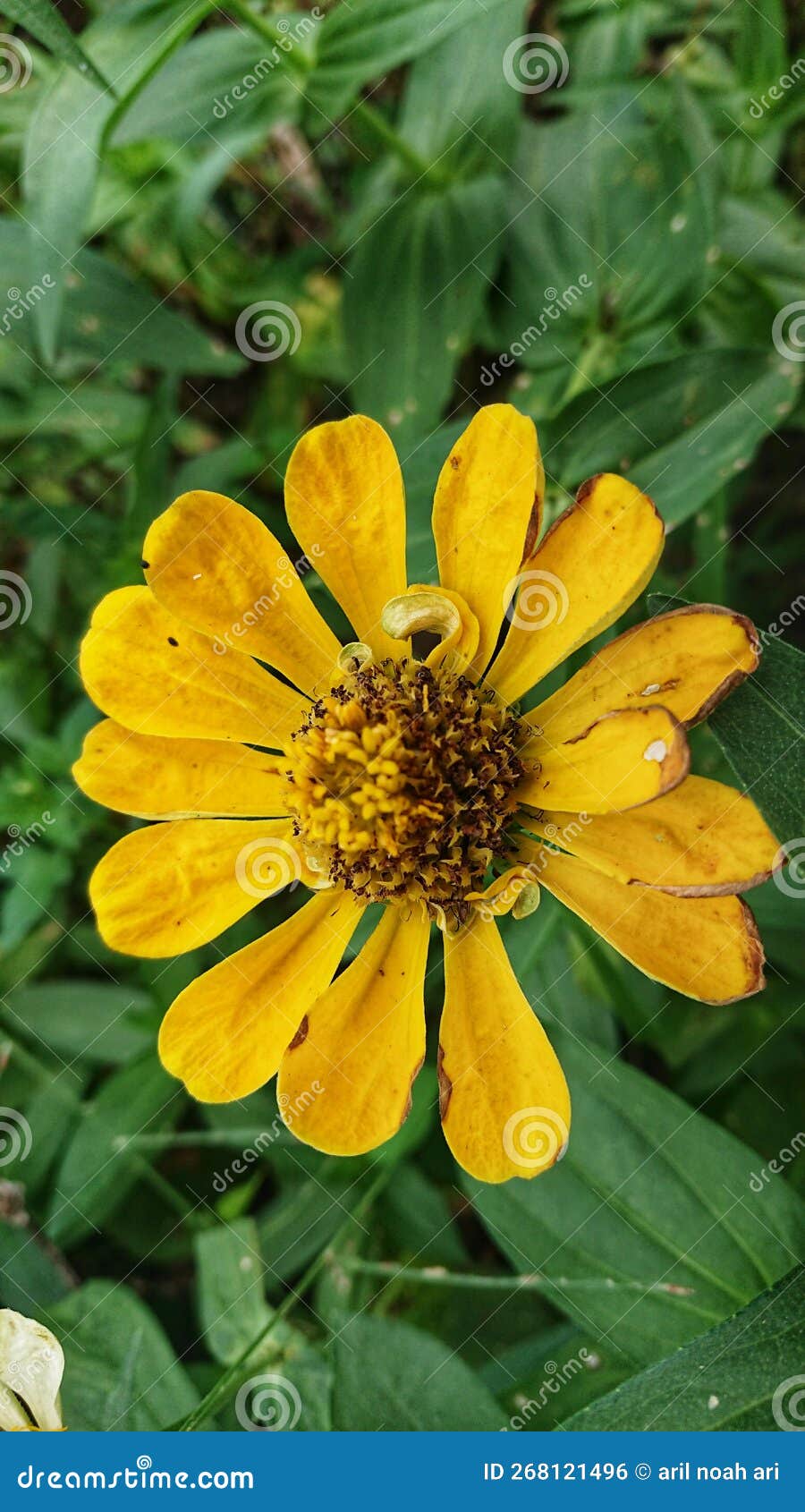 This Flower with Two Colors Stock Photo - Image of blossom, yellow ...