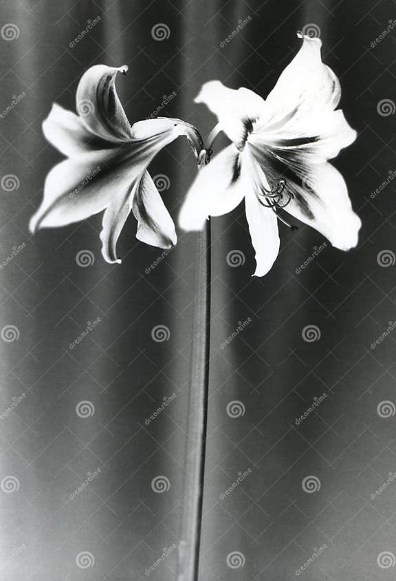 Flower stock photo. Image of blossom, directions, stamens - 80209454