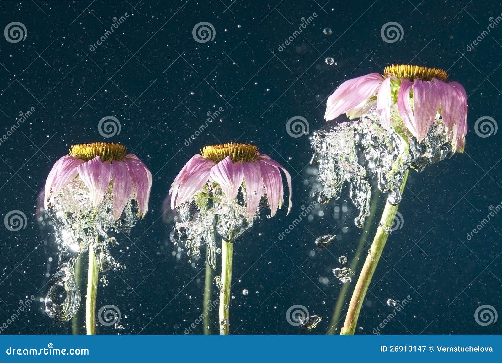 Flower Uder Photos - Free & Royalty-Free Stock Photos from Dreamstime
