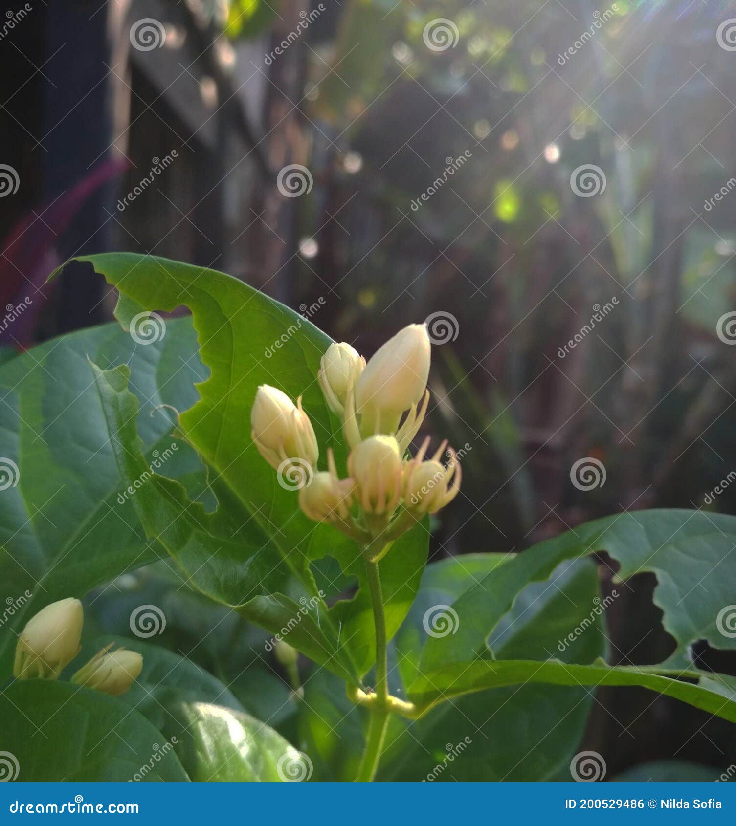 Flower Unblossomed Jasmine stock photo. Image of leaf - 200529486