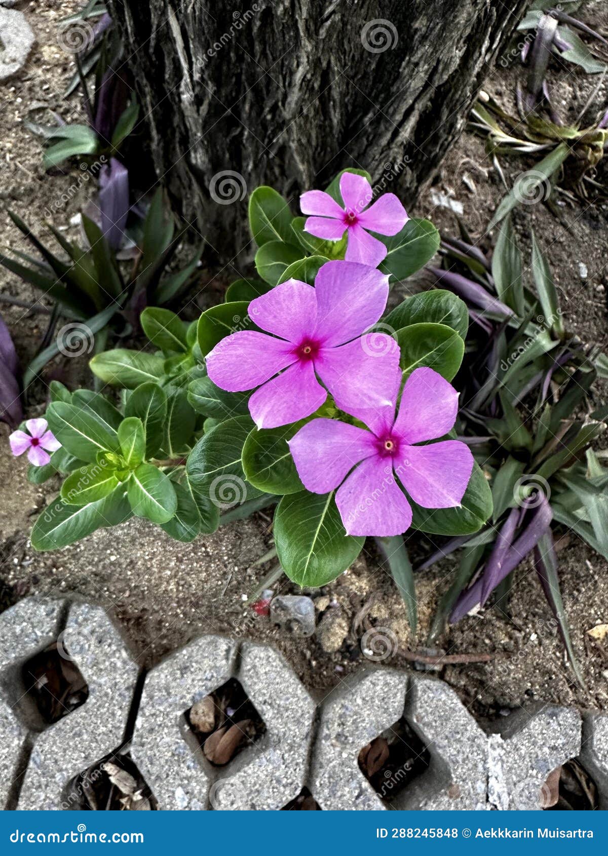 A flower under a big tree stock photo. Image of wildflower - 288245848
