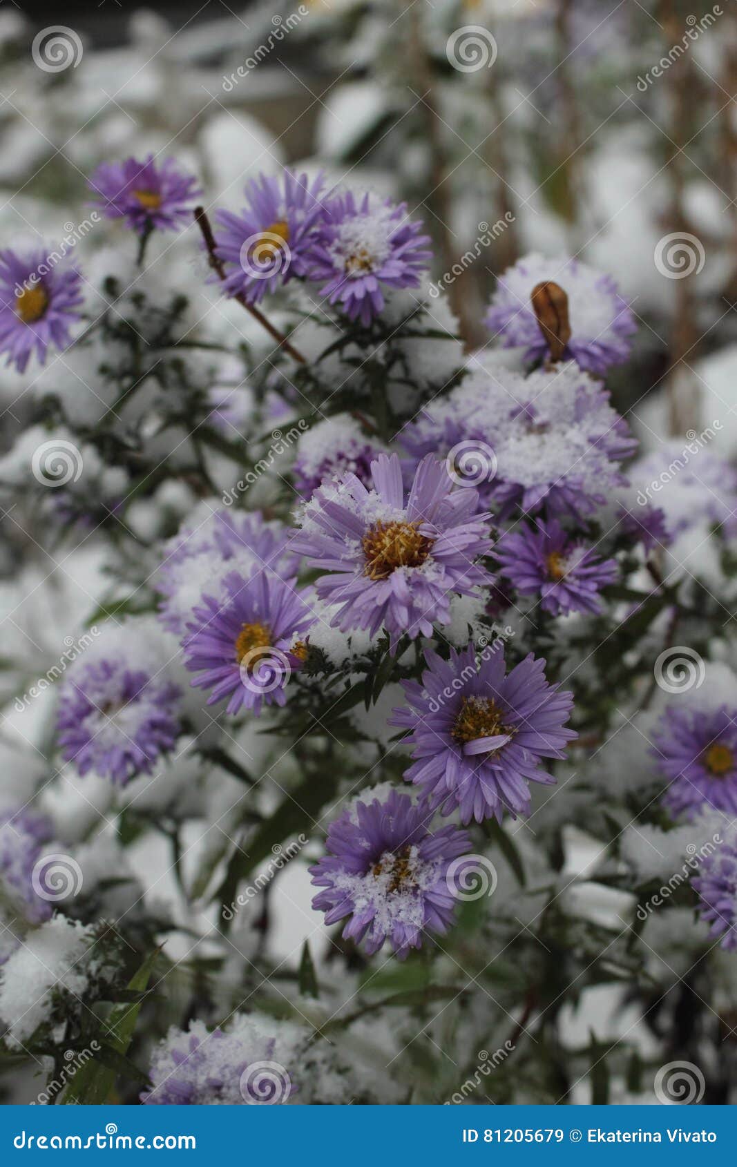 Flower under snow stock image. Image of winter, aster - 81205679