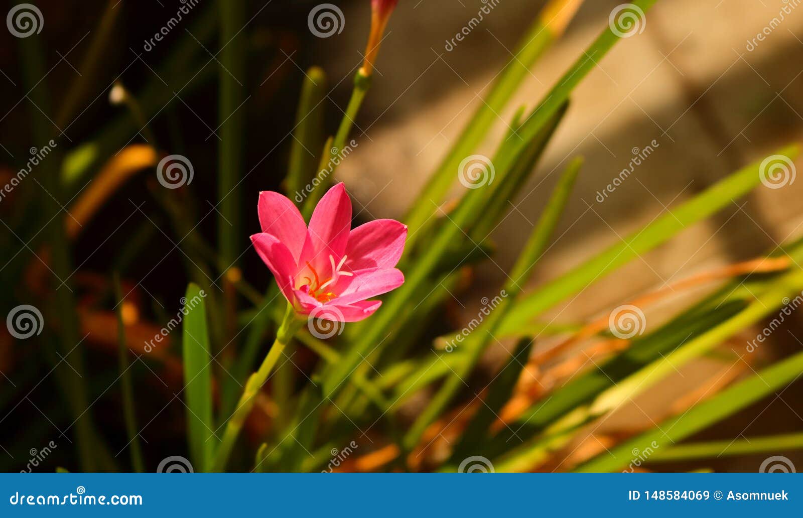 Flower under sunlight stock image. Image of beauty, light - 148584069