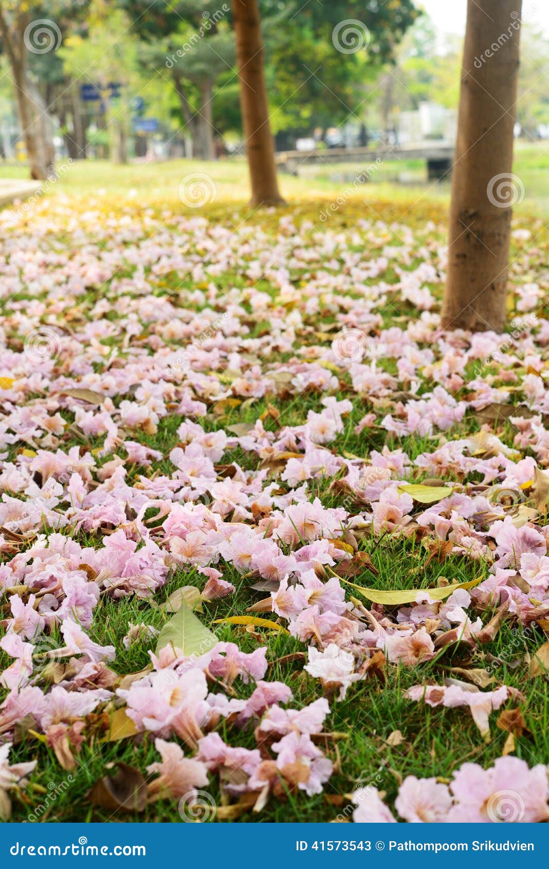 Flower under the tree stock image. Image of leaves, botany - 41573543