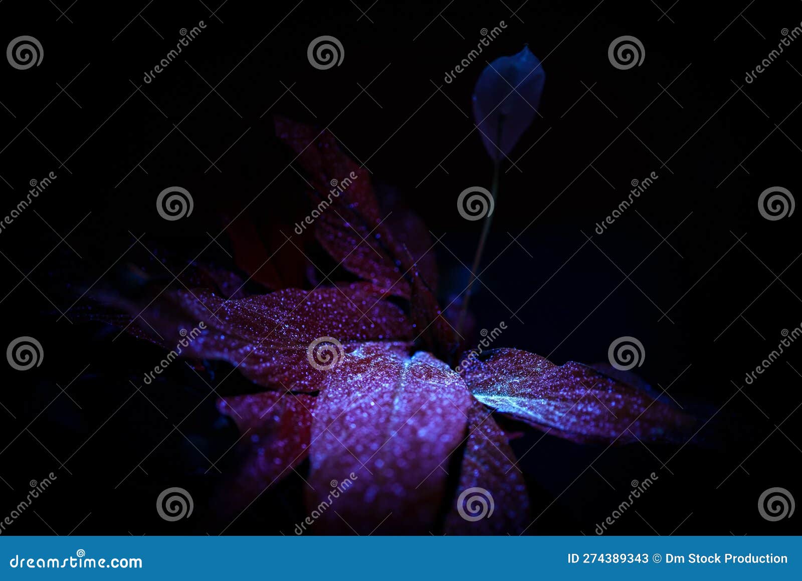 Flower Under Ultraviolet Light. Stock Image - Image of spathiphyllum ...