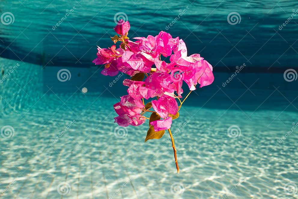 A flower under the water stock image. Image of gently - 21967829