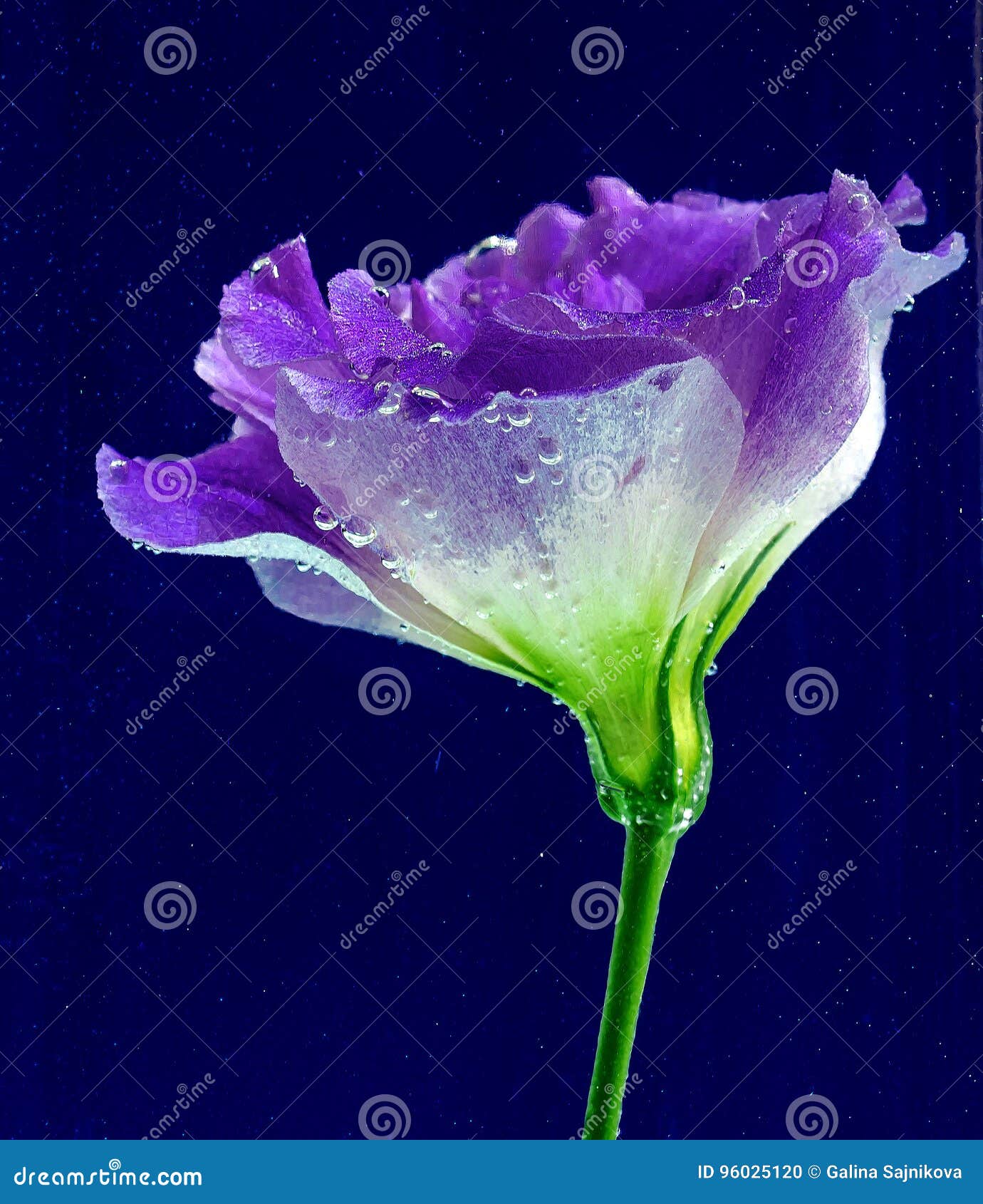 Flower under water stock photo. Image of swim, water - 96025120