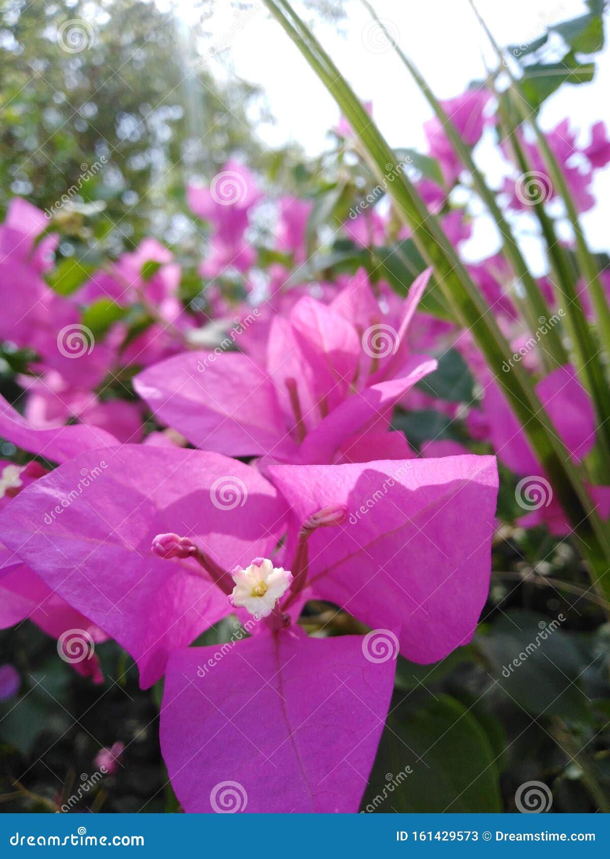 Flower university pink stock image. Image of university - 161429573