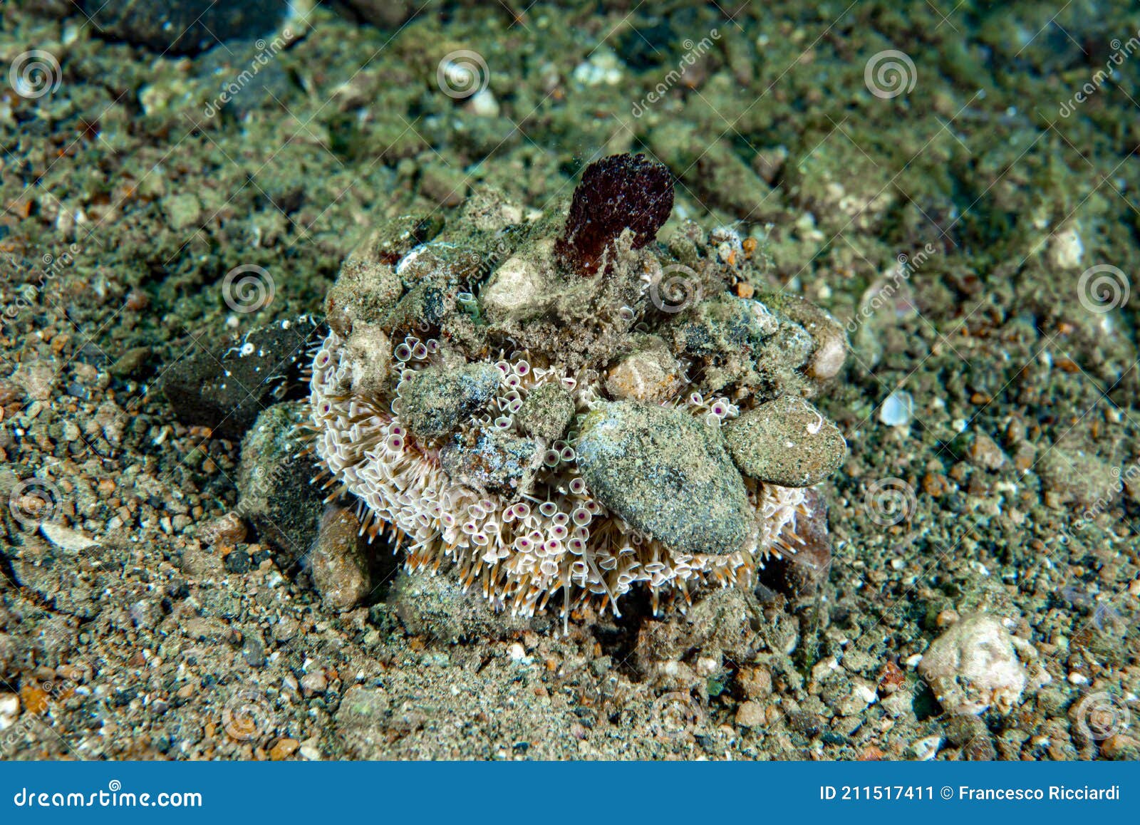Flower Urchin Toxopneustes Pileolus Stock Image - Image of macro ...