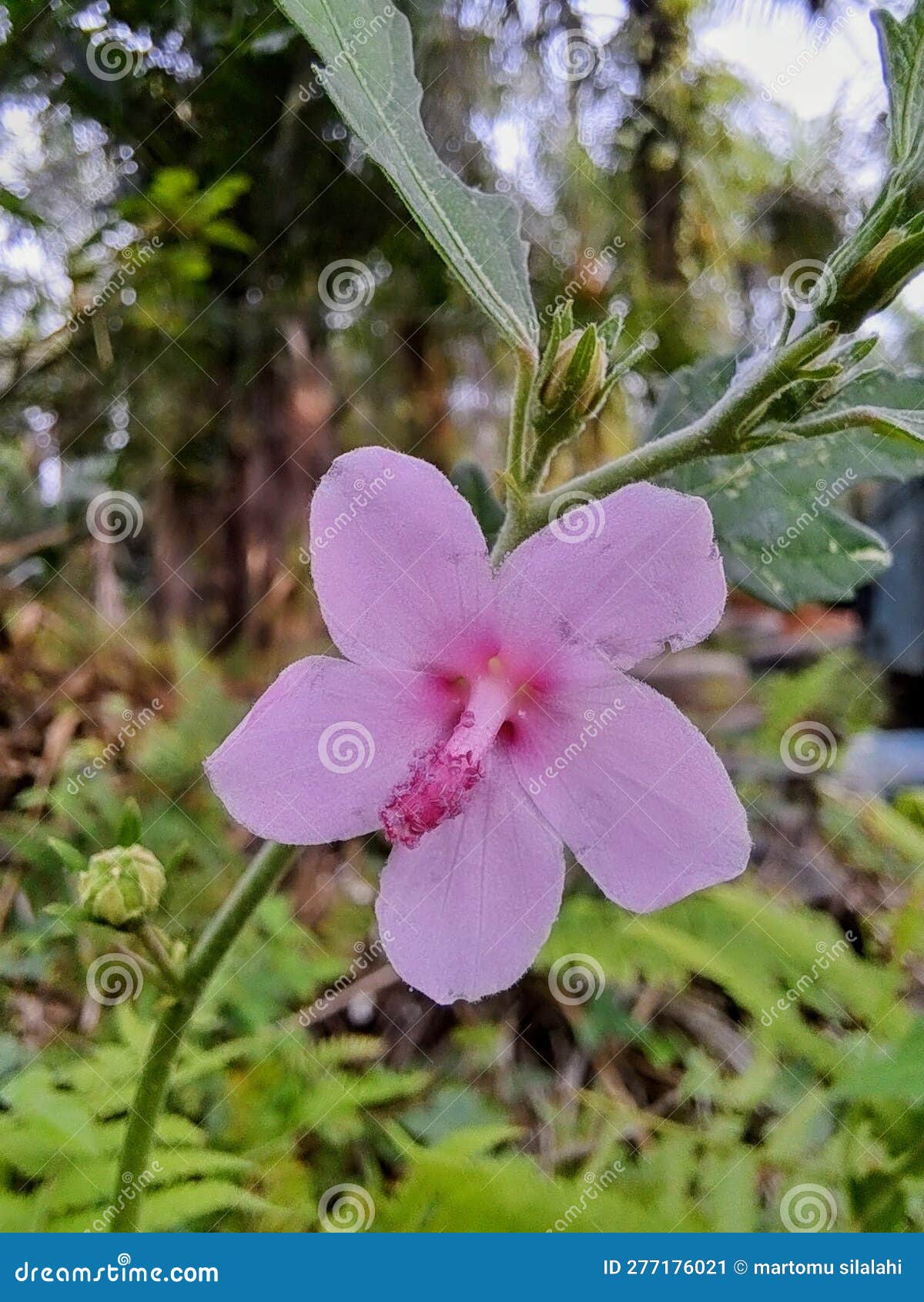 The Flower of Urena Loblata Stock Image - Image of urena, wild: 277176021