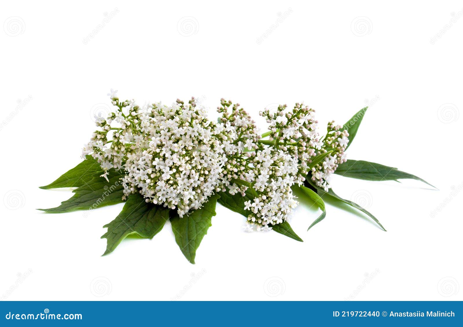 Flowers Valerian with Green Leaves on a White Background Stock Photo ...