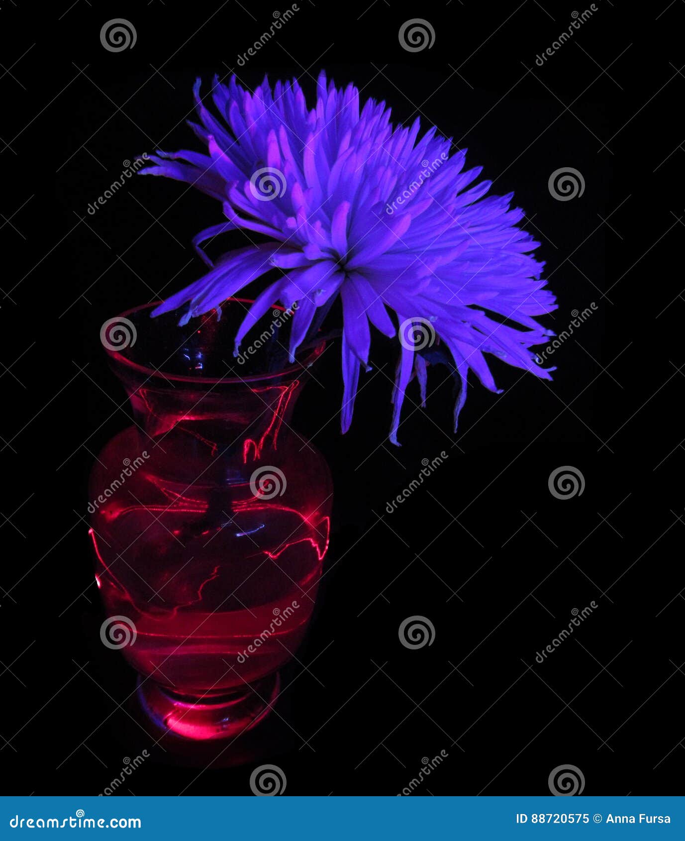 Flower in a vase stock image. Image of nbeautiful, backlight - 88720575