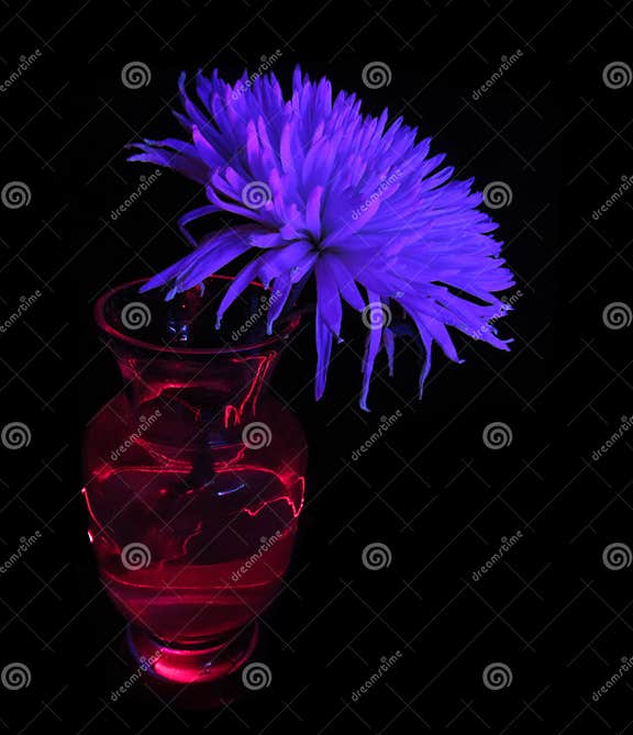 Flower in a vase stock image. Image of nbeautiful, backlight - 88720575