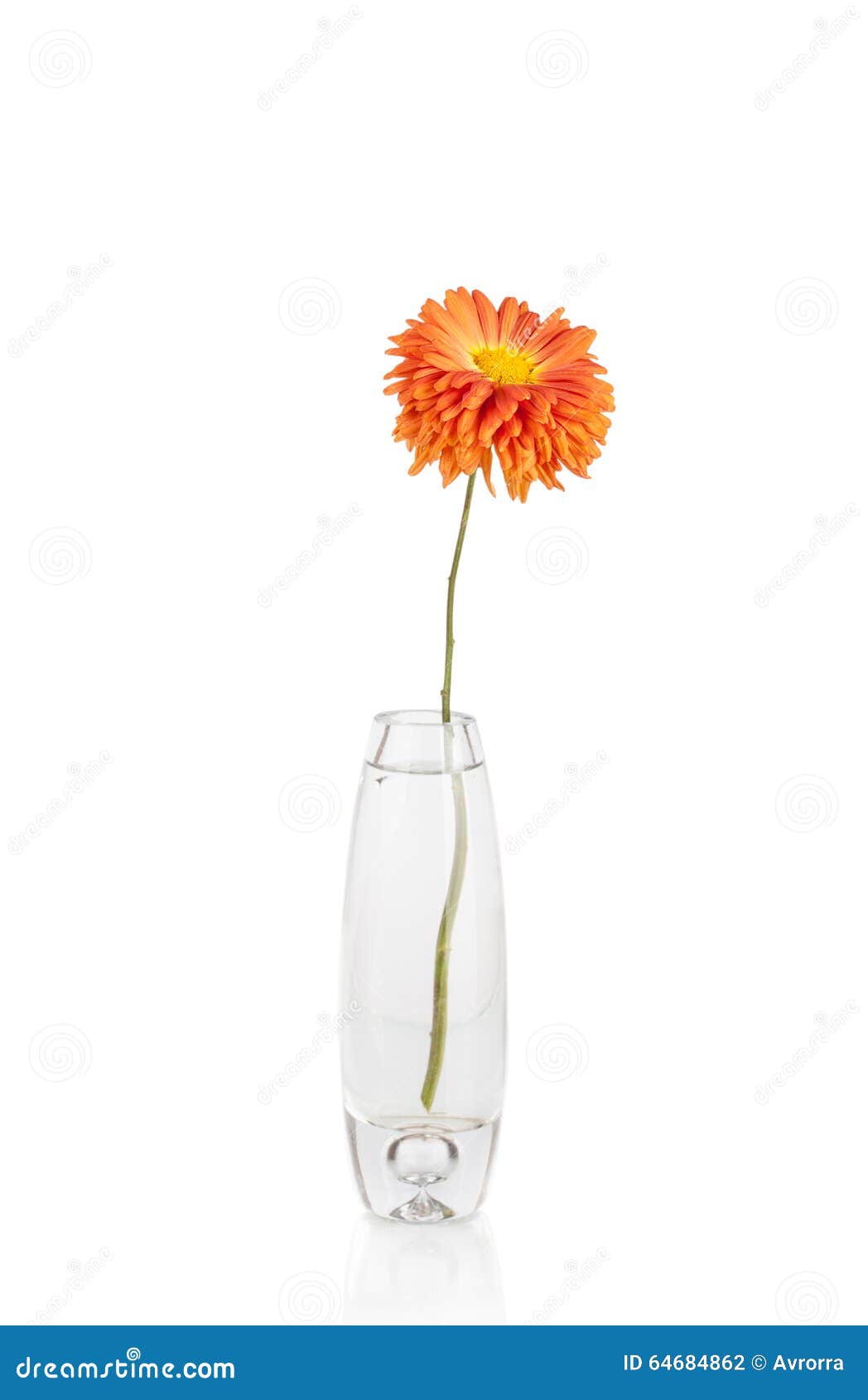 Flower In Vase, Isolated On White Background Stock Photo - Image of ...