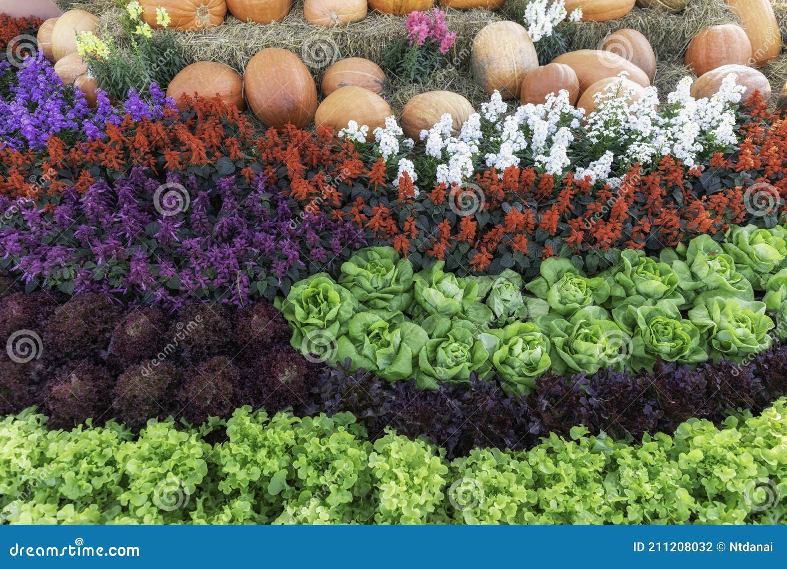 Flower and Vegetable Garden Stock Photo - Image of beautiful, blossom ...