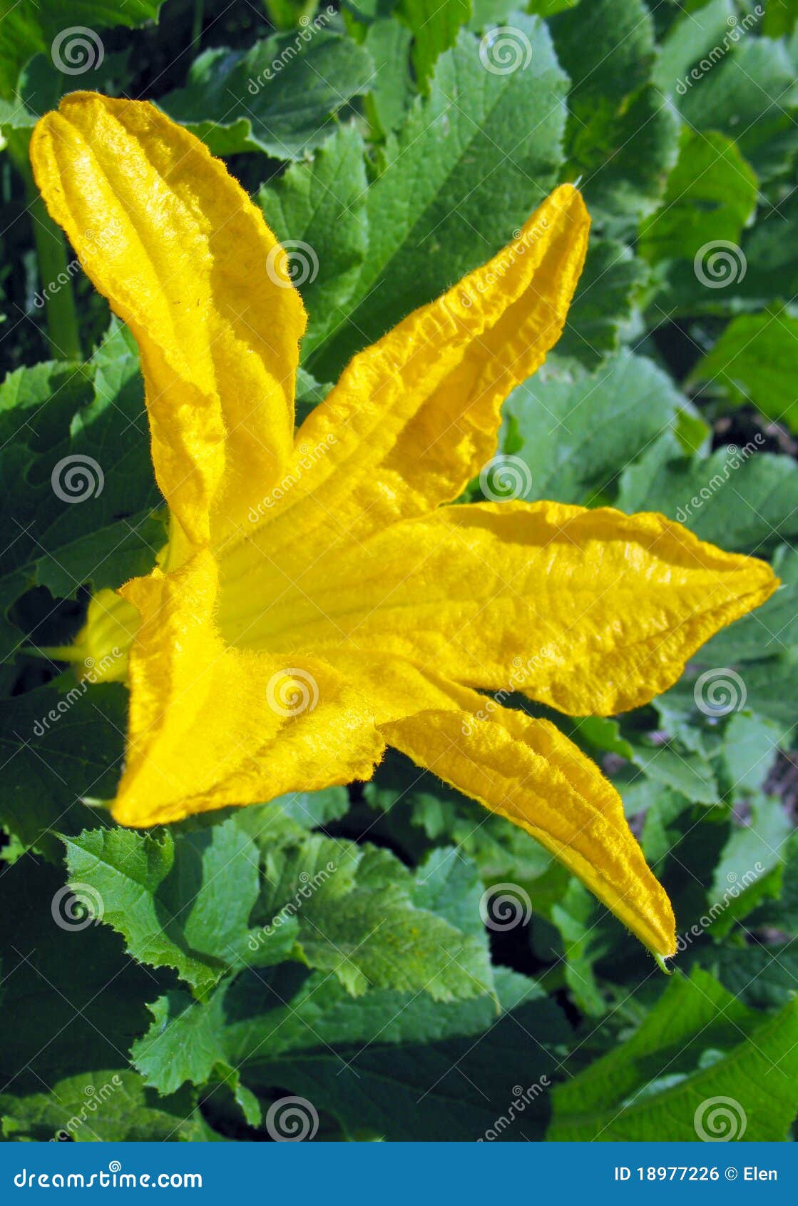Flower Vegetable Marrow ( Zucchini) Stock Photo - Image of ovary, green ...