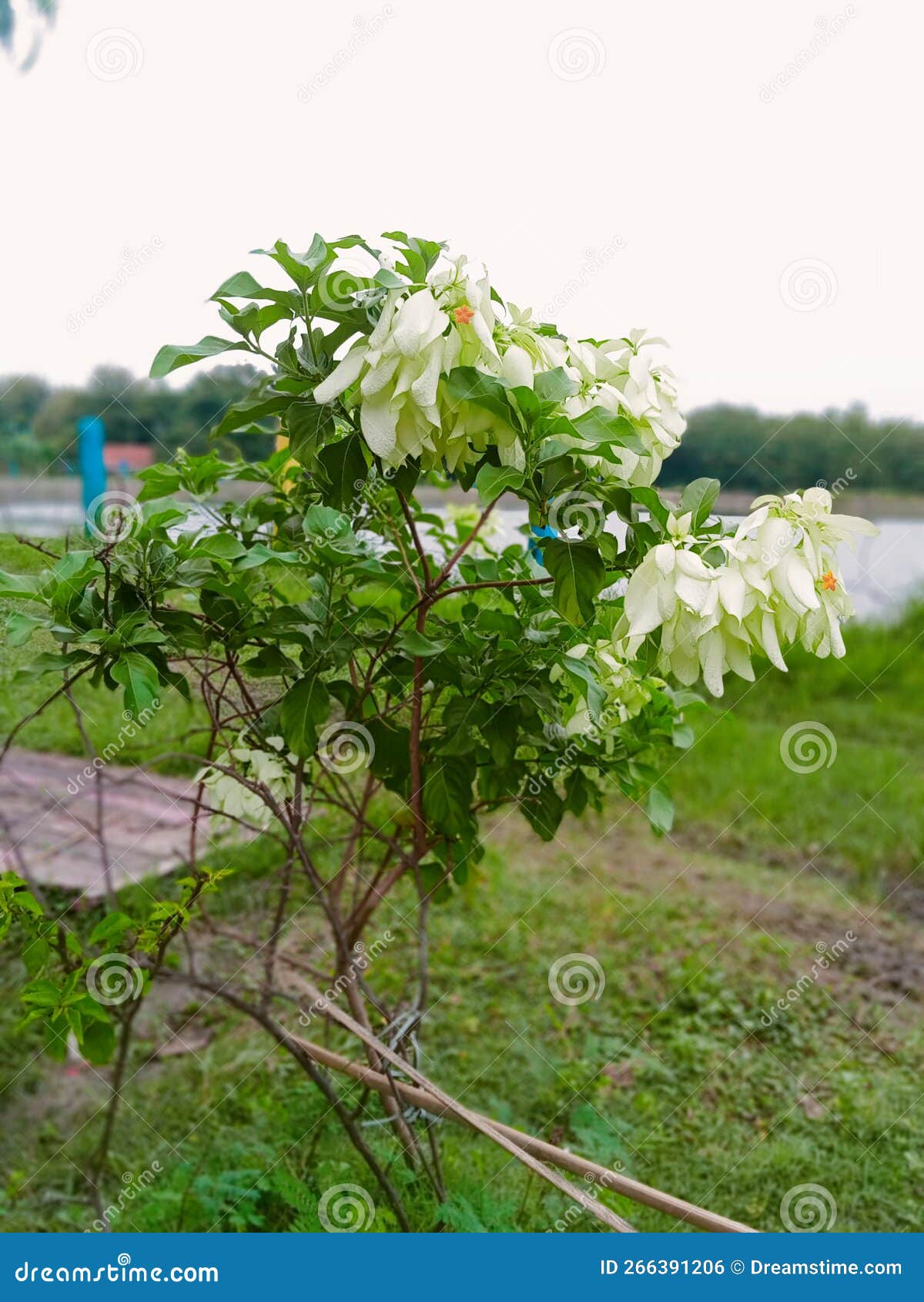 Flower Vegetable Wildflower Green Stock Photo - Image of herb, yard ...