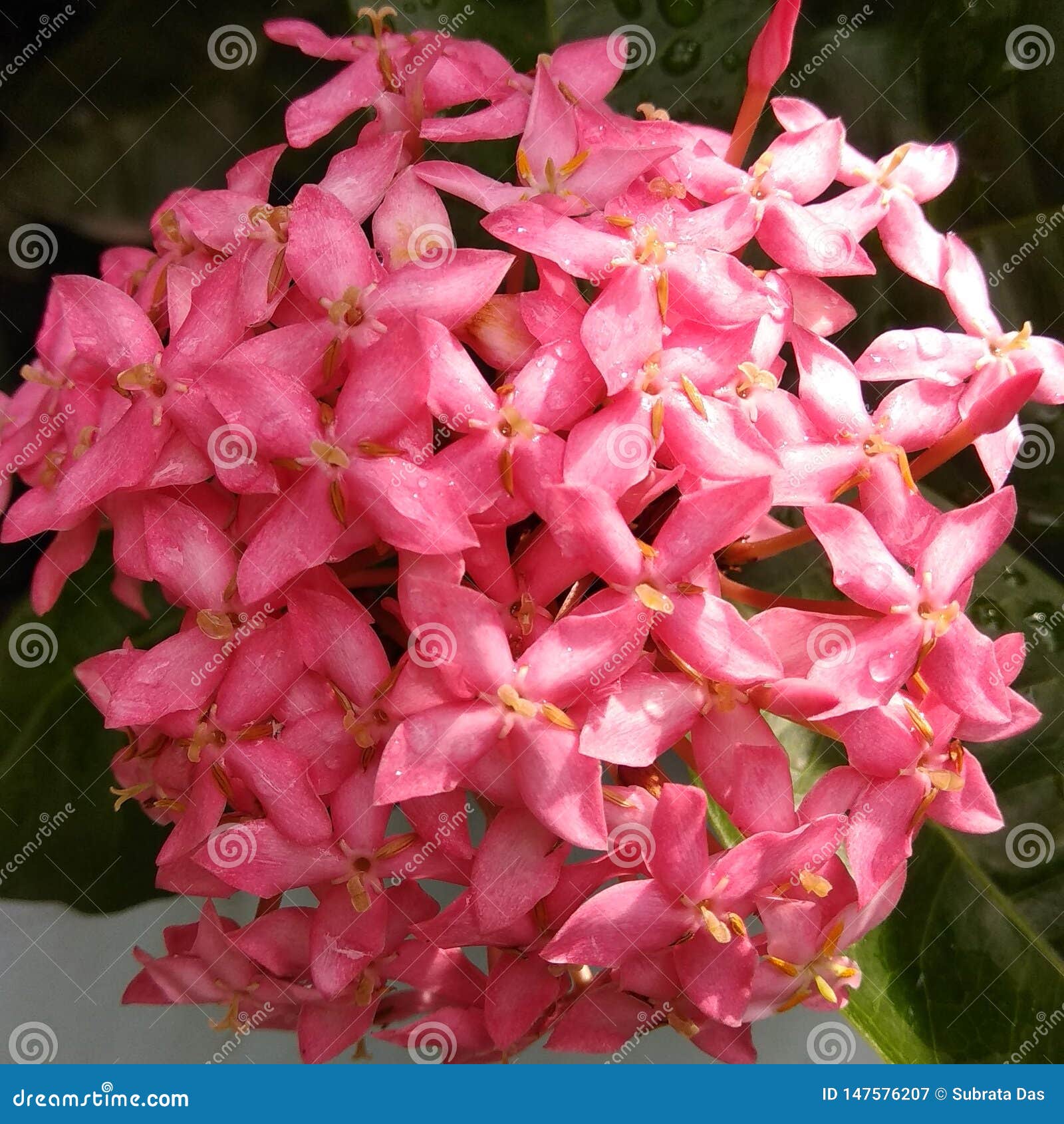 This Flower is Very Beautiful. Stock Image - Image of plant, beautiful ...