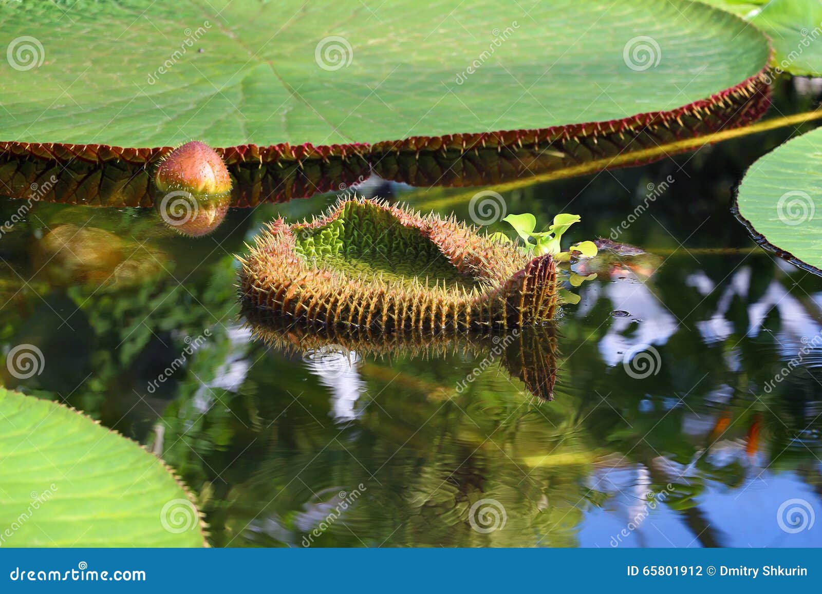 Flower Of The Victoria Amazonica, Or Victoria Regia, The Largest ...