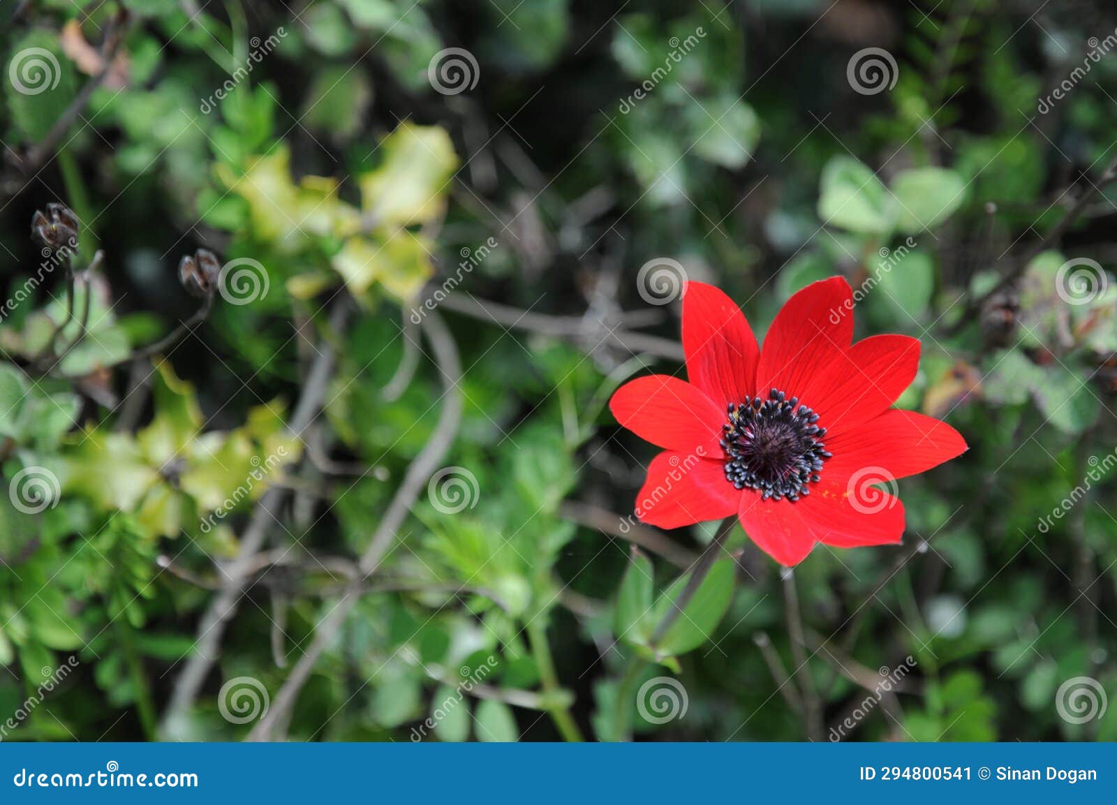 A Flower View from Istanbul Stock Image - Image of flower, turkey ...